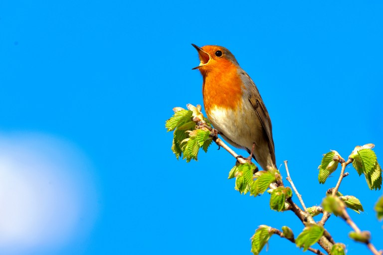 Why Do Birds Stop Singing? The Science Behind Bird Silence – The ...